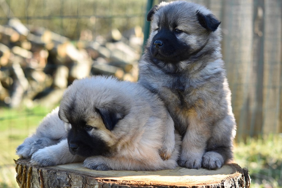 Eurasier Puppies Young Dog Baby - Free photo on Pixabay - Pixabay