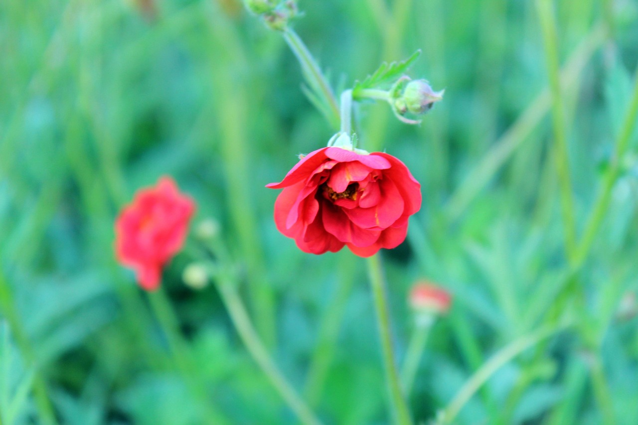 Flora Nature Bloom - Free photo on Pixabay - Pixabay