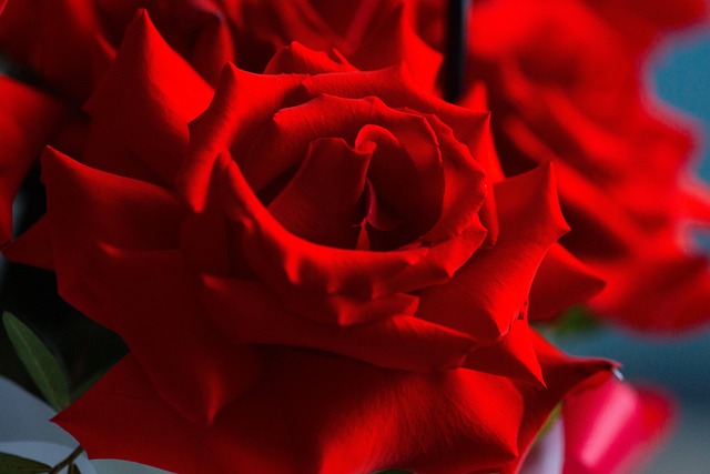 Rose Rouge Écarlate La - Photo gratuite sur Pixabay - Pixabay