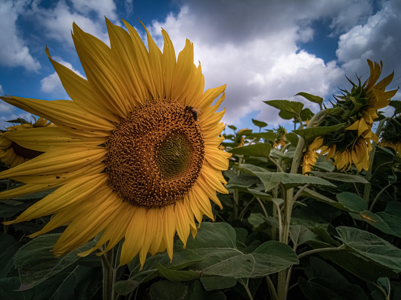 Sunflower Nature Flower - Free photo on Pixabay - Pixabay