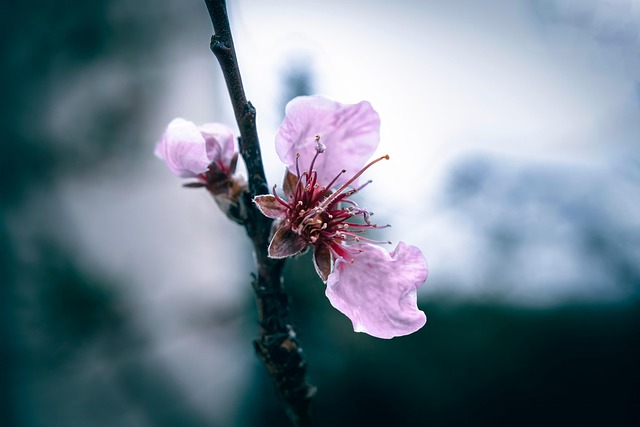 Peach Flower Plant - Free photo on Pixabay - Pixabay