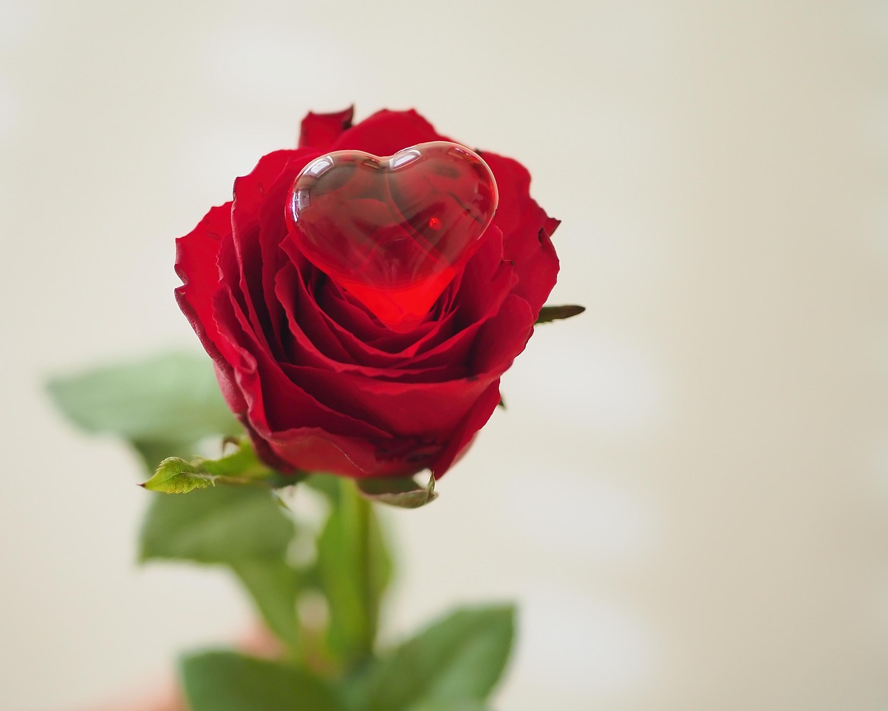 Rot Rose Herz - Kostenloses Foto auf Pixabay - Pixabay