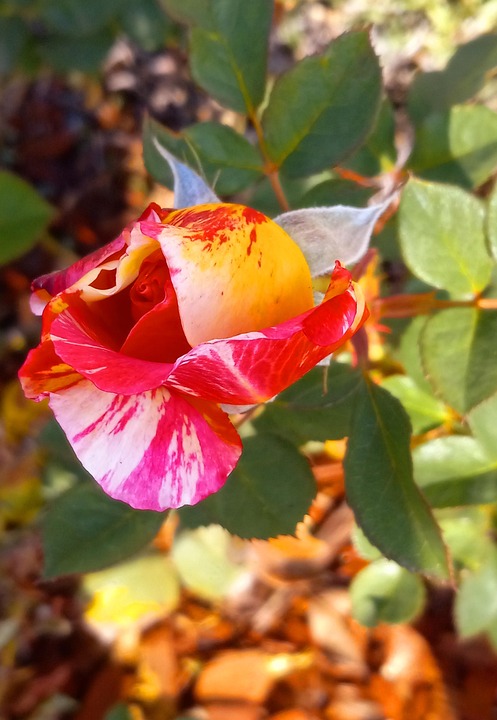 Colorful Rose Spring - Free photo on Pixabay