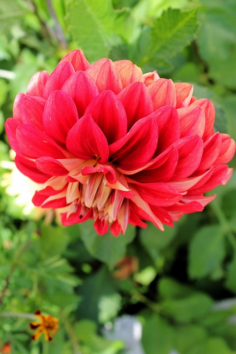 Flora Dahlia Flower - Free photo on Pixabay - Pixabay