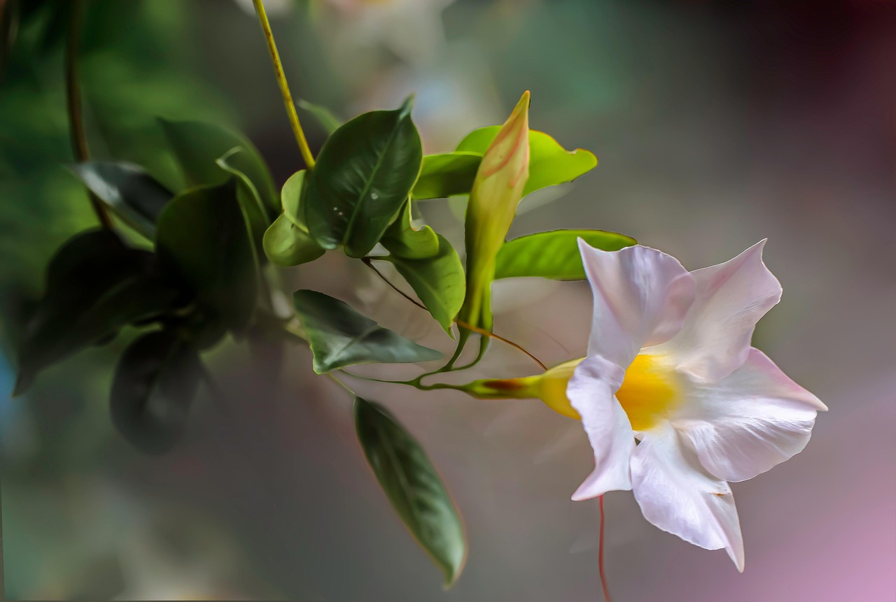 Sandevilla Mandevilla Flower - Free photo on Pixabay