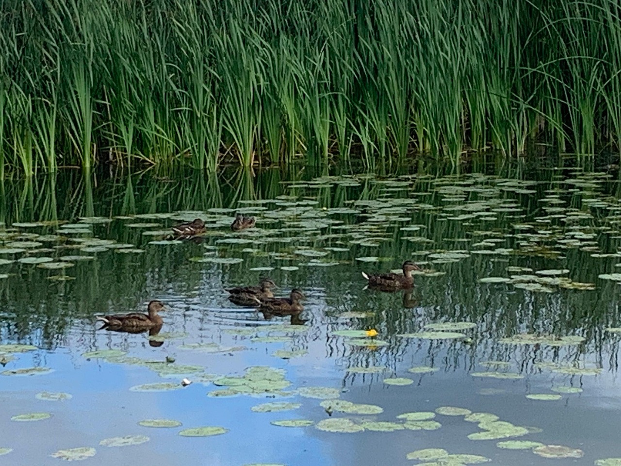 Naturaleza Lago Pato - Foto gratis en Pixabay - Pixabay