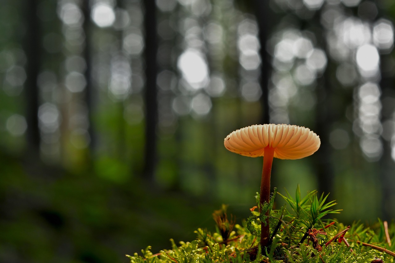 40,000+ Free Mushroom Desktop Wallpaper & Beautiful Wallpaper Images ...