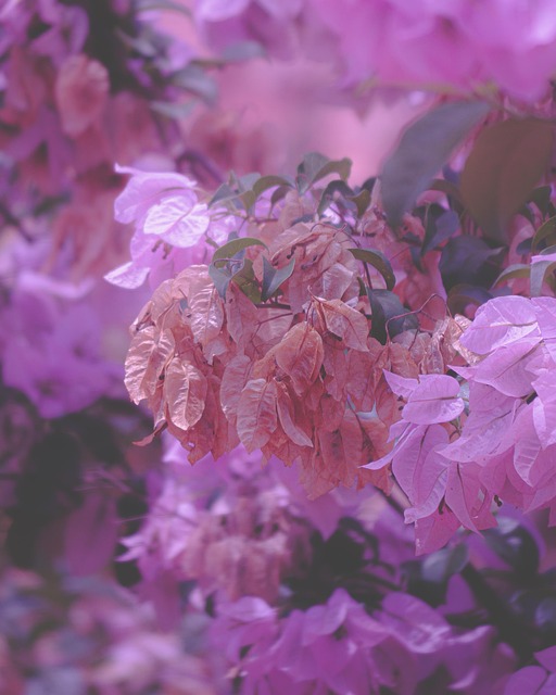 Fabelhafte Bougainvillea Schneiden Bilder Fotos