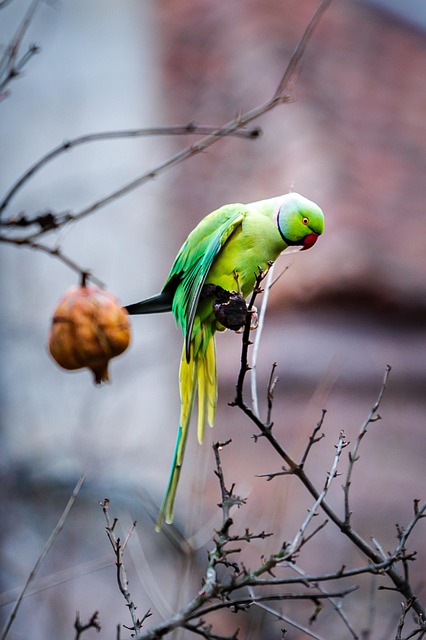 Green Parrot Persimmon Dry - Free photo on Pixabay - Pixabay
