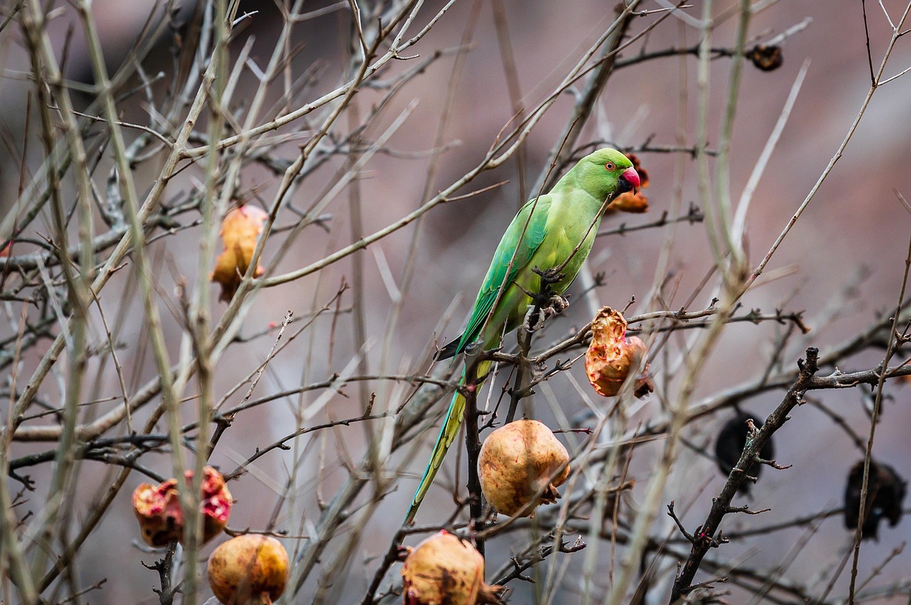 Perroquet Vert Oiseau - Photo gratuite sur Pixabay - Pixabay