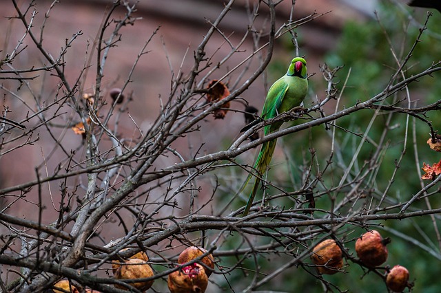 Green Parrot Persimmon Dry - Free photo on Pixabay - Pixabay