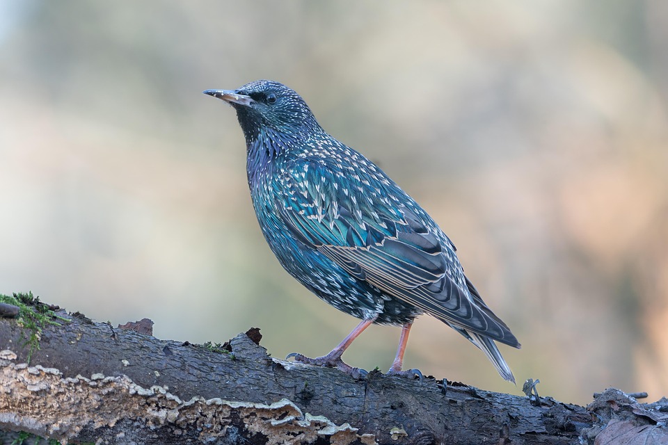 Star Bird Animal Sturnus - Free photo on Pixabay