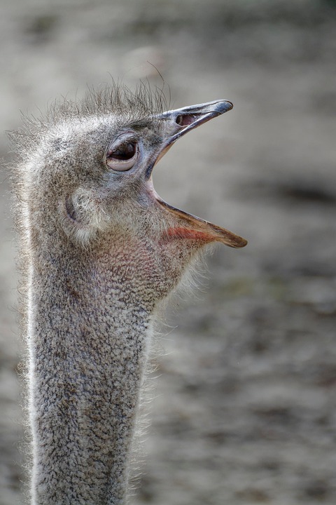 Ostrich Bird Zoo - Free photo on Pixabay