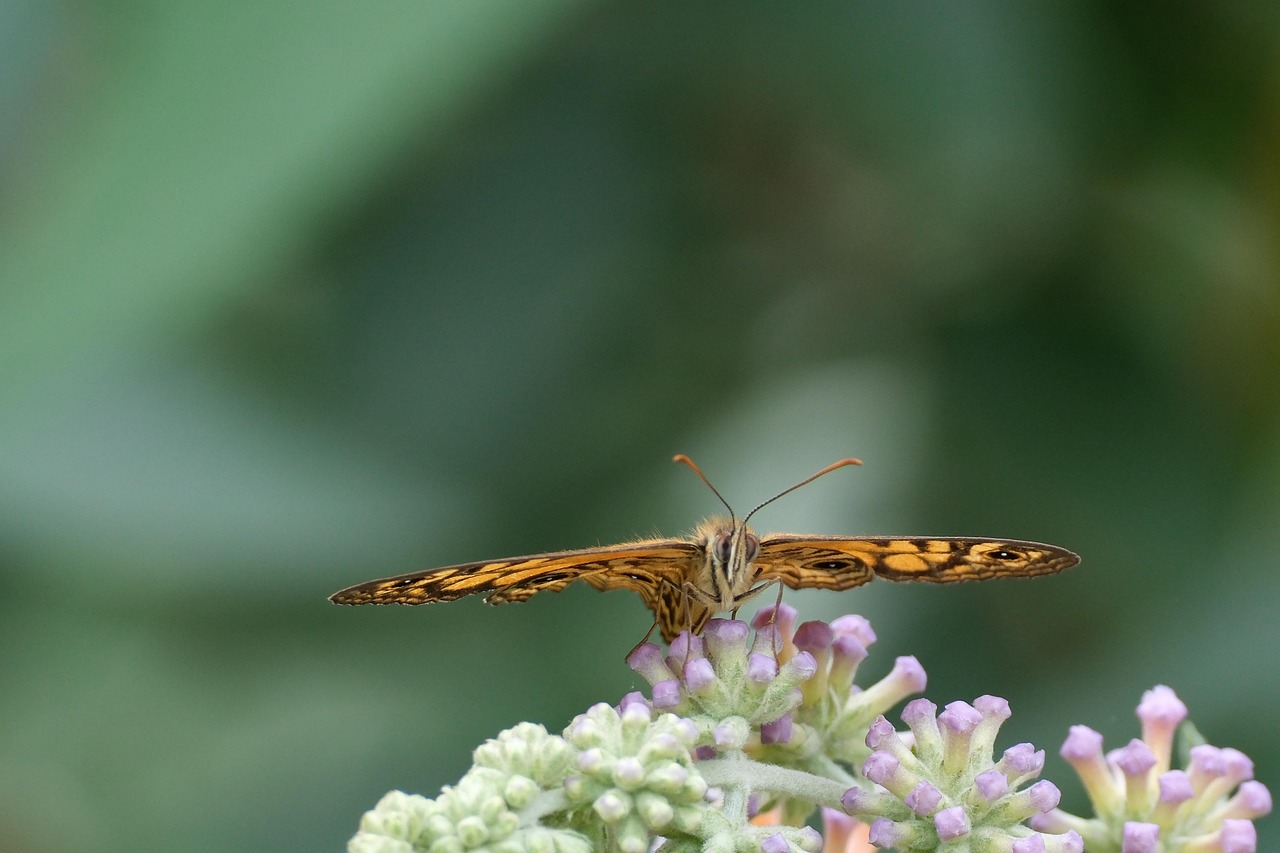Flower Butterfly Pollination - Free photo on Pixabay - Pixabay