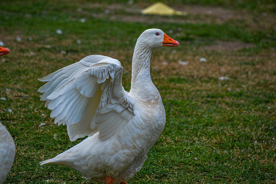 Duck Bird Animal - Free photo on Pixabay - Pixabay