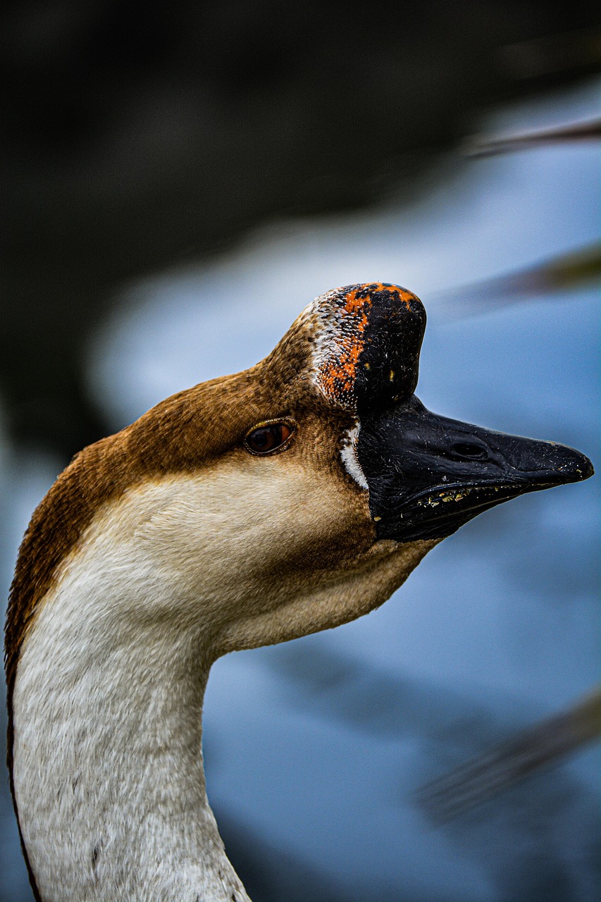 Pato Animal Pájaro - Foto gratis en Pixabay - Pixabay