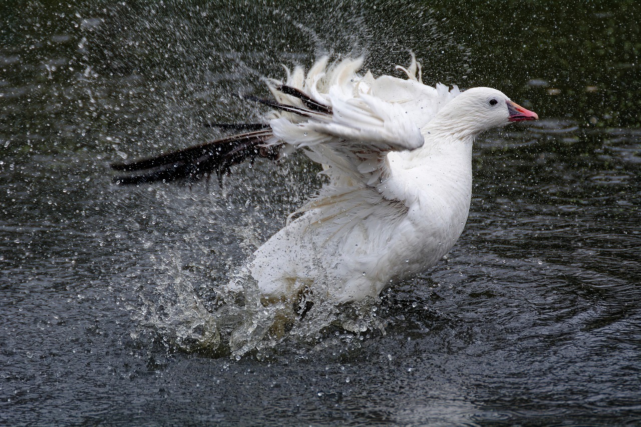Pato Agua Pájaro Ave - Foto gratis en Pixabay - Pixabay