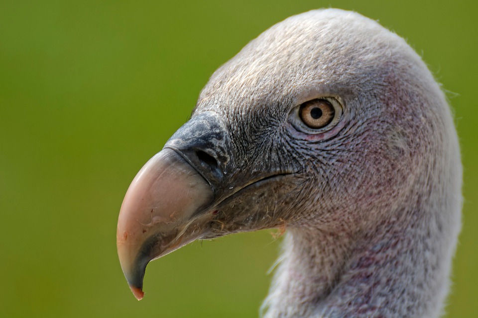 Vulture Bird Scavenger - Free photo on Pixabay - Pixabay