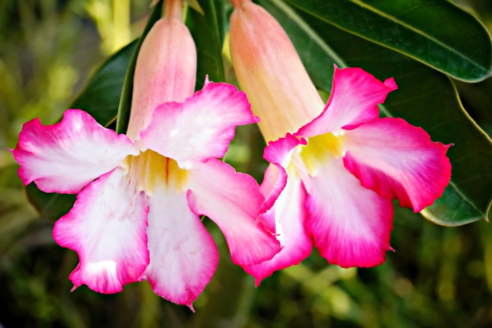 Adenium Desert Rose Flowers - Free photo on Pixabay - Pixabay