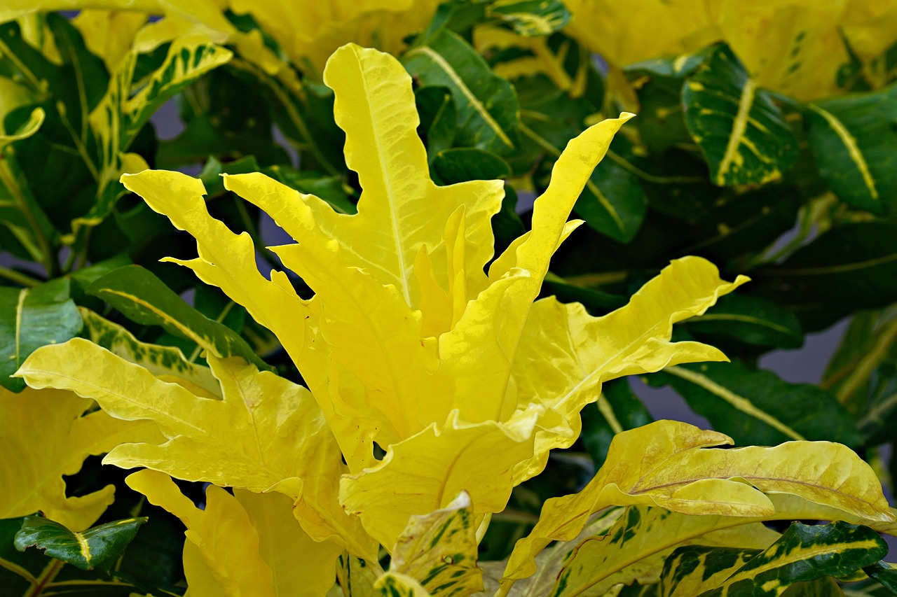 Planta De Crotón Amarillo Sale - Foto gratis en Pixabay - Pixabay