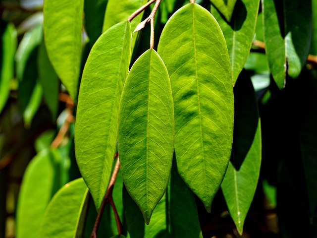 Leaves Tree Nature - Free photo on Pixabay