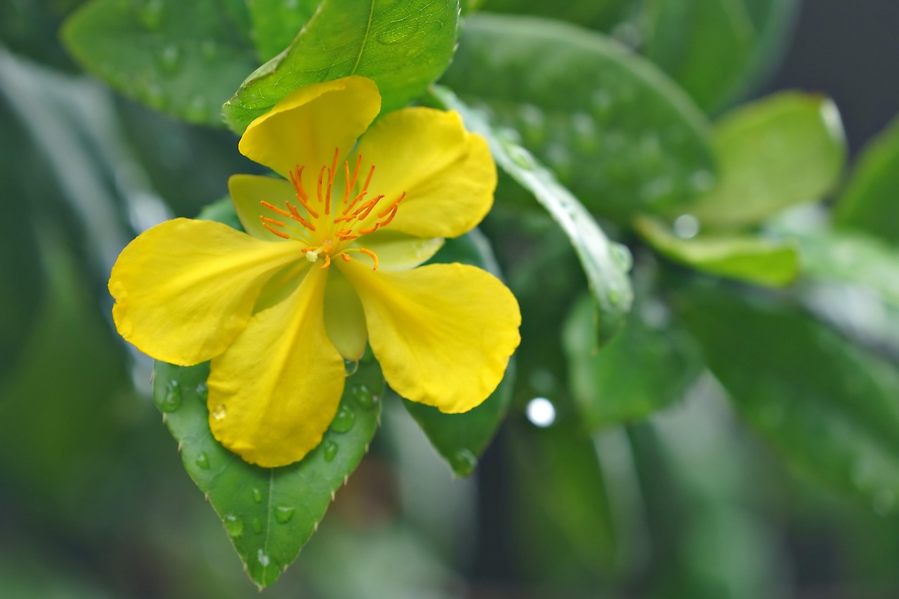 St John S Wort Hypericum Yellow Free Photo On Pixabay