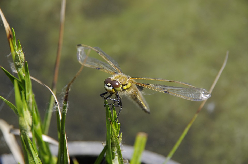 Dragonfly Insect Nature Close - Free photo on Pixabay