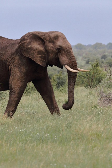 Elephant Pachyderm Animal - Free photo on Pixabay - Pixabay
