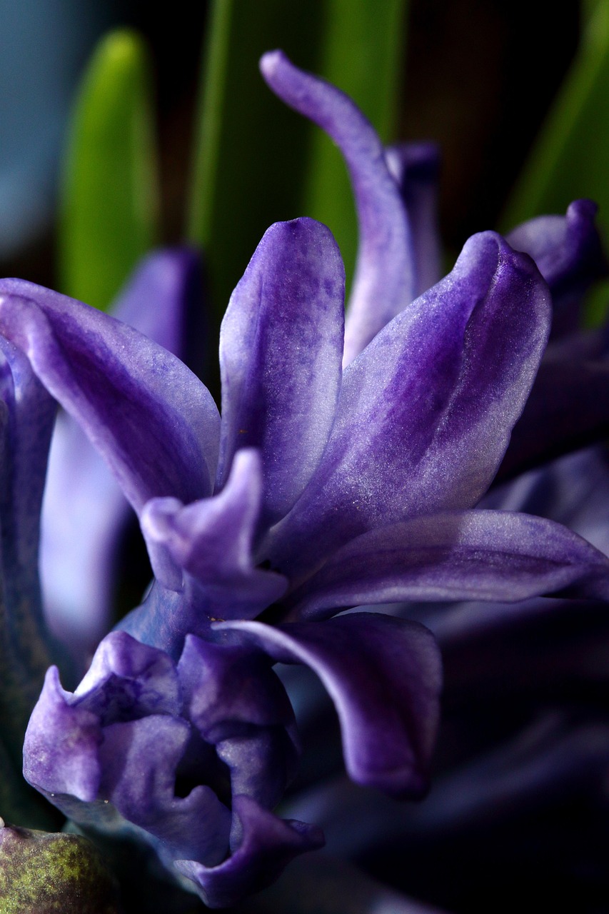 Jacinthe Fleur Mauve Bleue - Photo gratuite sur Pixabay - Pixabay