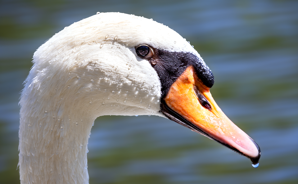 Download Swan Waterfowl Cygnet Royalty-Free Stock Illustration Image ...