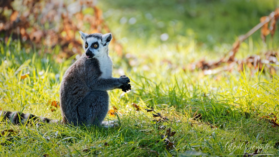Ring Tailed Lemur Sinar Matahari - Foto gratis di Pixabay - Pixabay