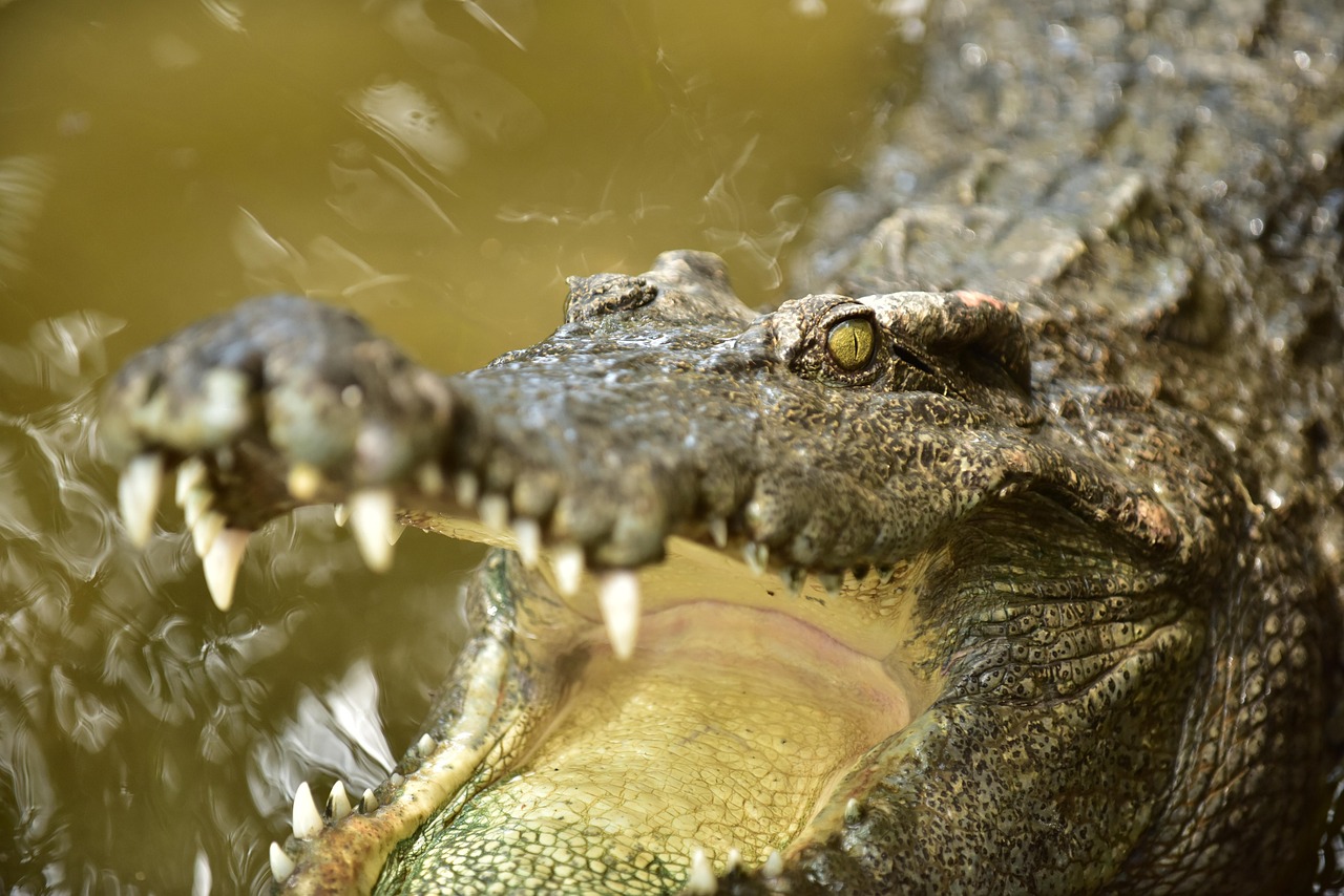 Cocodrilo Ataque Modo - Foto gratis en Pixabay - Pixabay