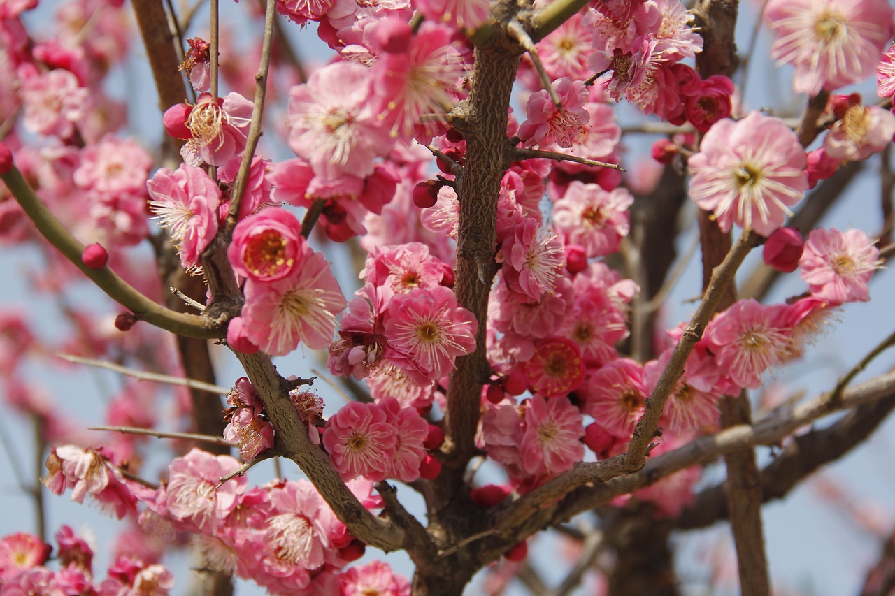 Cherry Blossom Pohon Sakura Bunga - Foto gratis di Pixabay - Pixabay