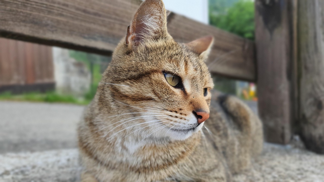 Gato Animal Felino - Foto gratuita no Pixabay - Pixabay