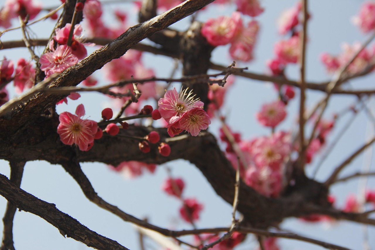 Cherry Blossom Pohon Sakura Bunga - Foto gratis di Pixabay
