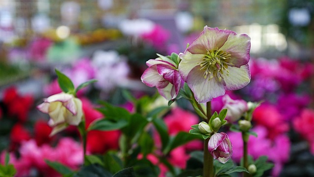 Hellebore Nature Bloom - Free photo on Pixabay