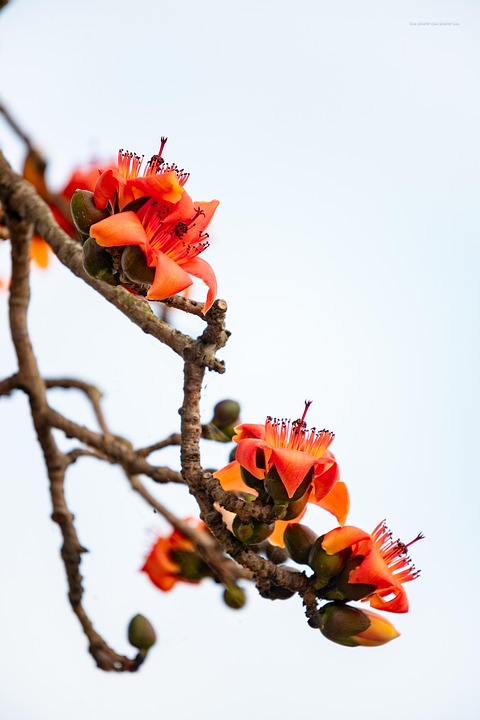 Flowers Tree Leaves - Free photo on Pixabay - Pixabay