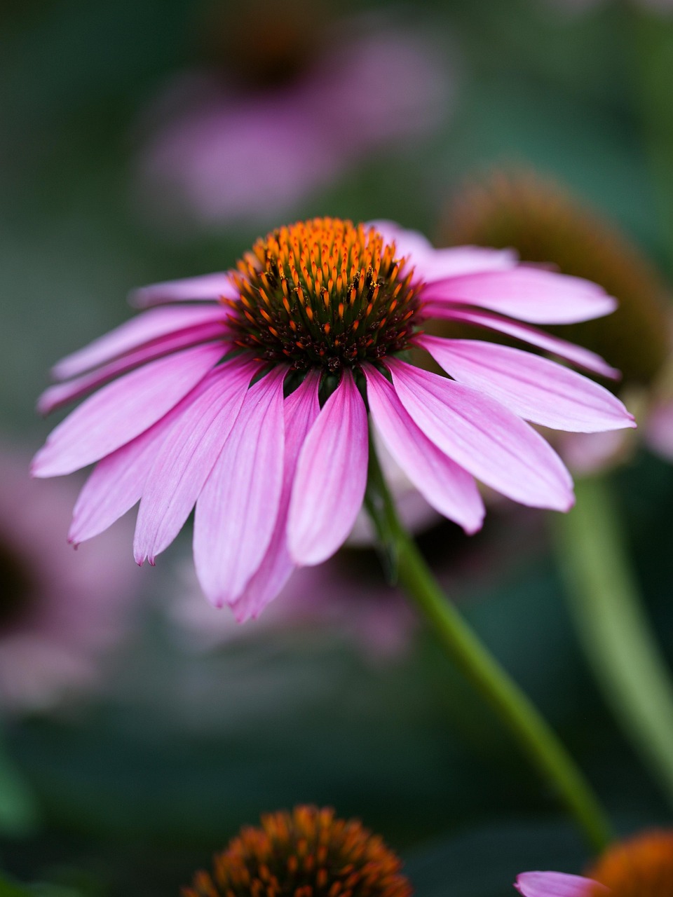 40,000+ Free Purple Coneflower & Coneflower Images - Pixabay