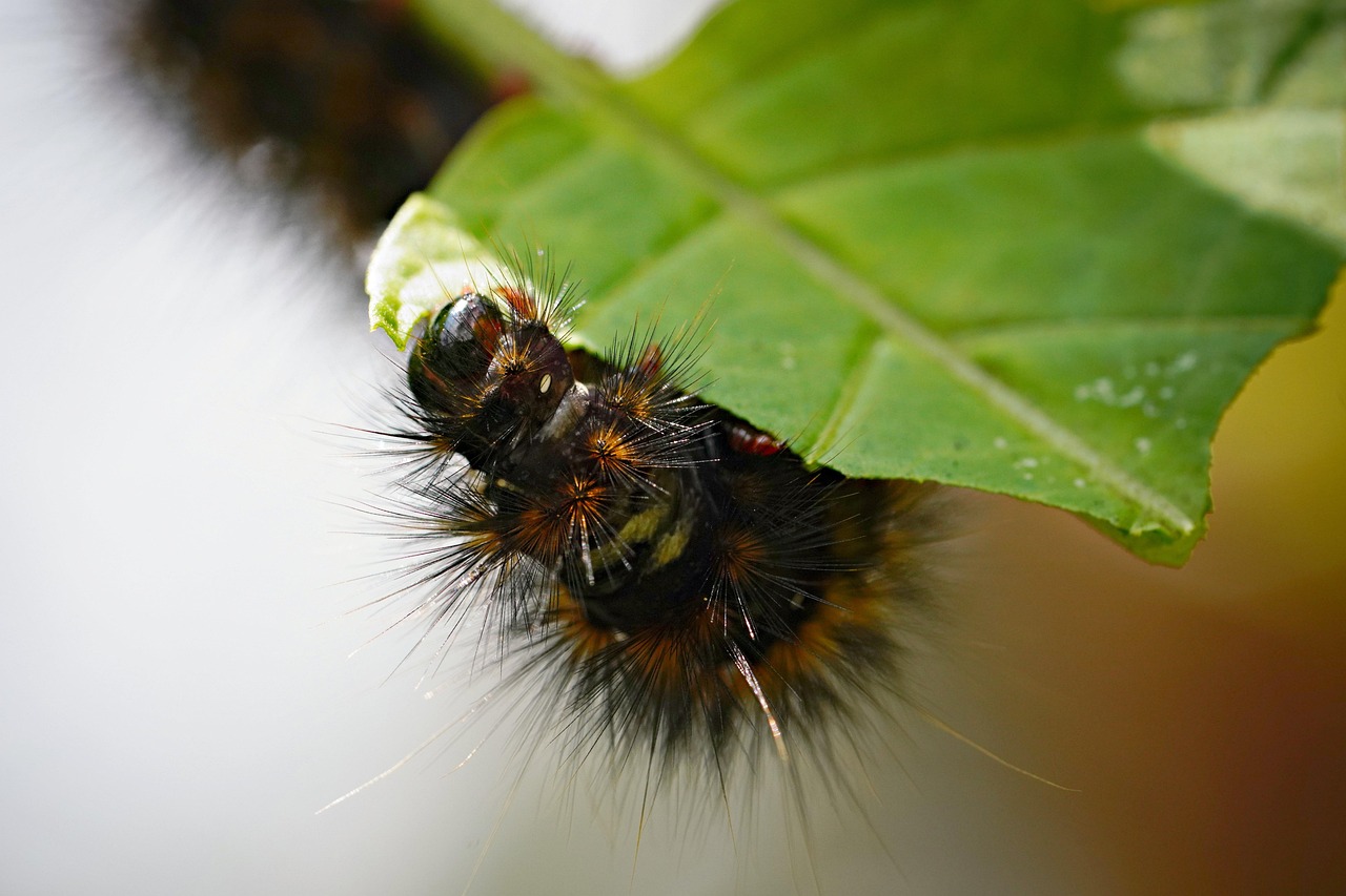 Rups Op Blad