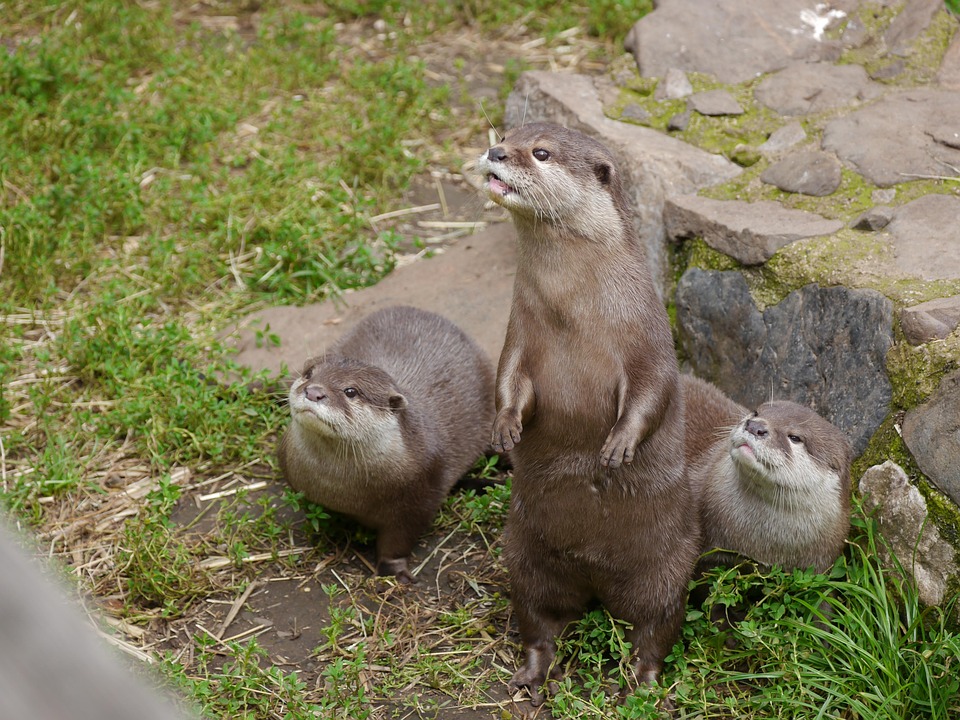 Otter Otters Mustelids - Free photo on Pixabay - Pixabay