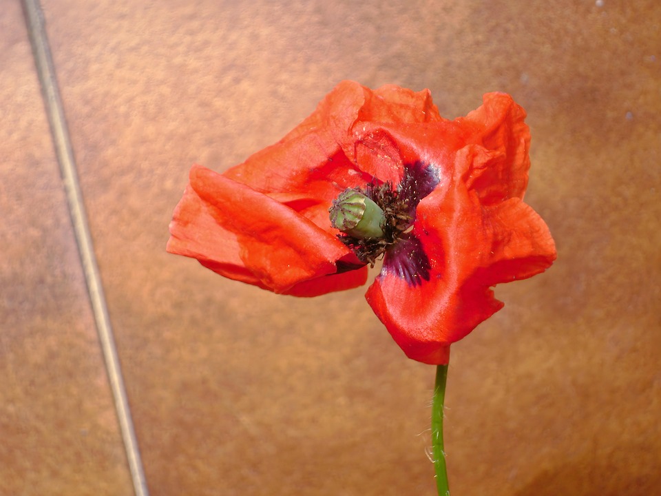 Poppy Flower Papaveroideae - Free photo on Pixabay - Pixabay