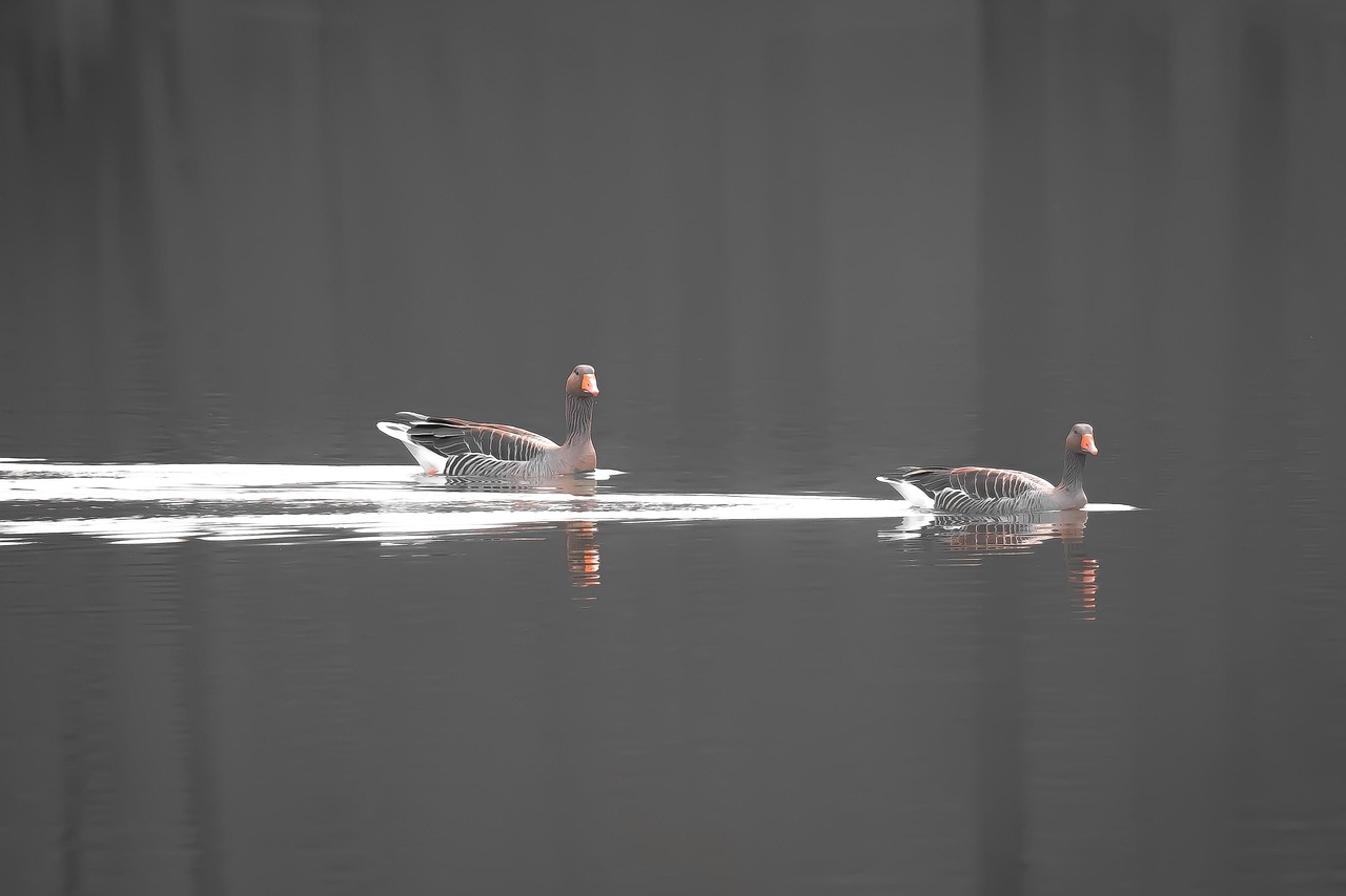 Ducks Waterfowls Lake Wild - Free photo on Pixabay - Pixabay