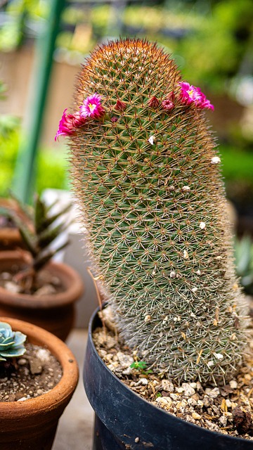Cactus Flowers Natural - Free photo on Pixabay - Pixabay