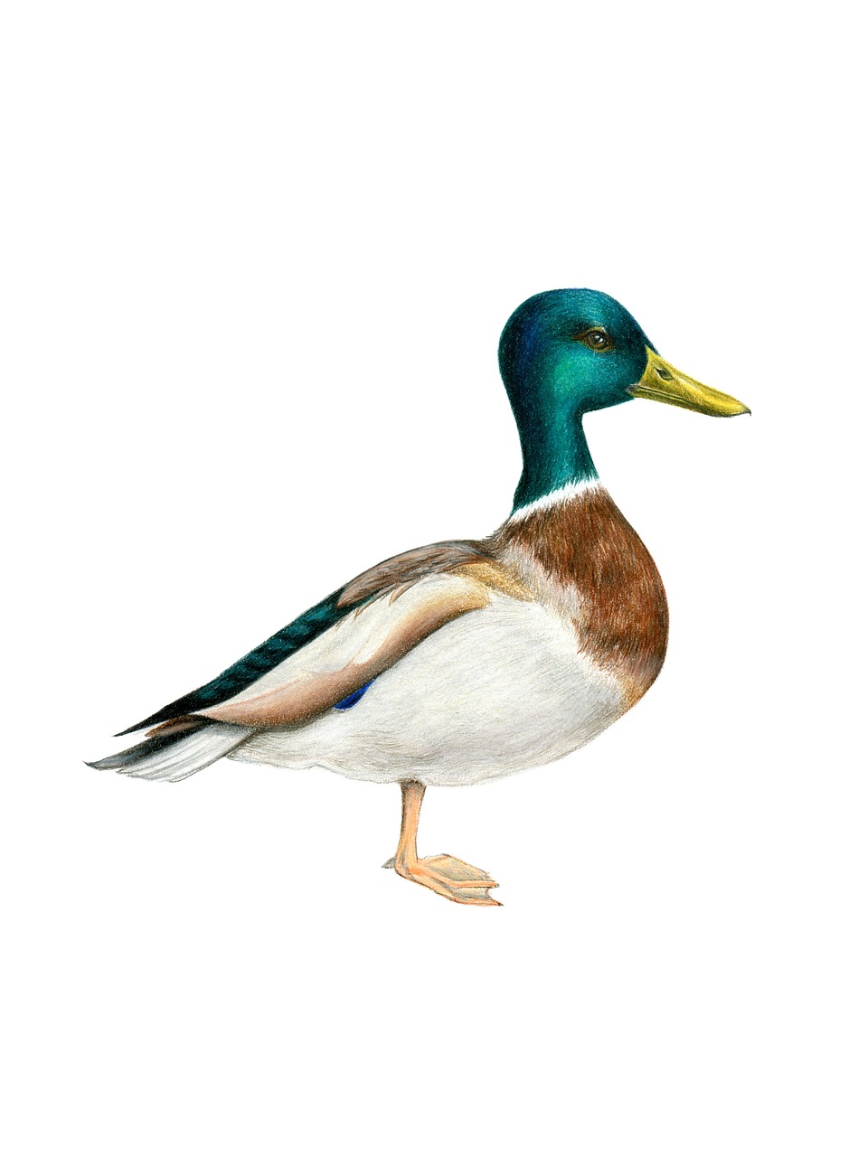 Canard Colvert Oiseau - Image gratuite sur Pixabay - Pixabay
