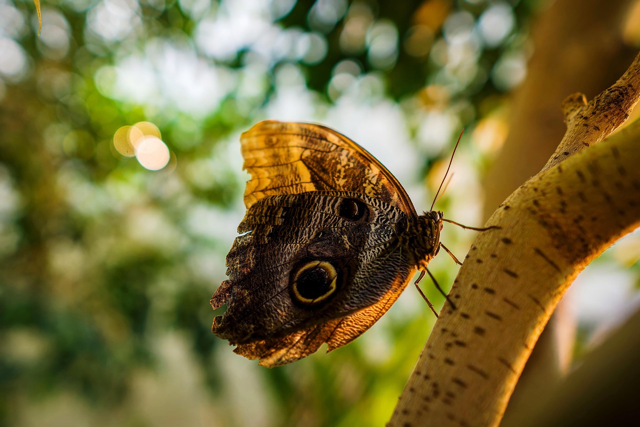 Owl Butterfly Insect - Free photo on Pixabay - Pixabay