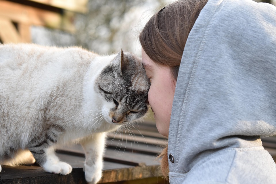 Cat And Girl Affection Tenderness - Free photo on Pixabay - Pixabay