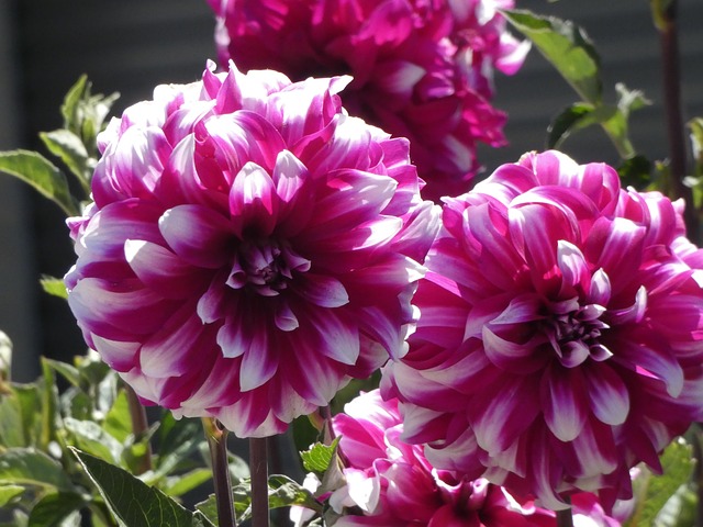Fleurs Roses Et Blanches - Photo gratuite sur Pixabay - Pixabay