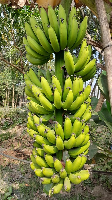 Banana Stick Nature - Free photo on Pixabay - Pixabay