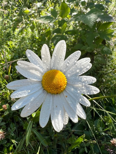 Flower Daisy Dew - Free photo on Pixabay - Pixabay