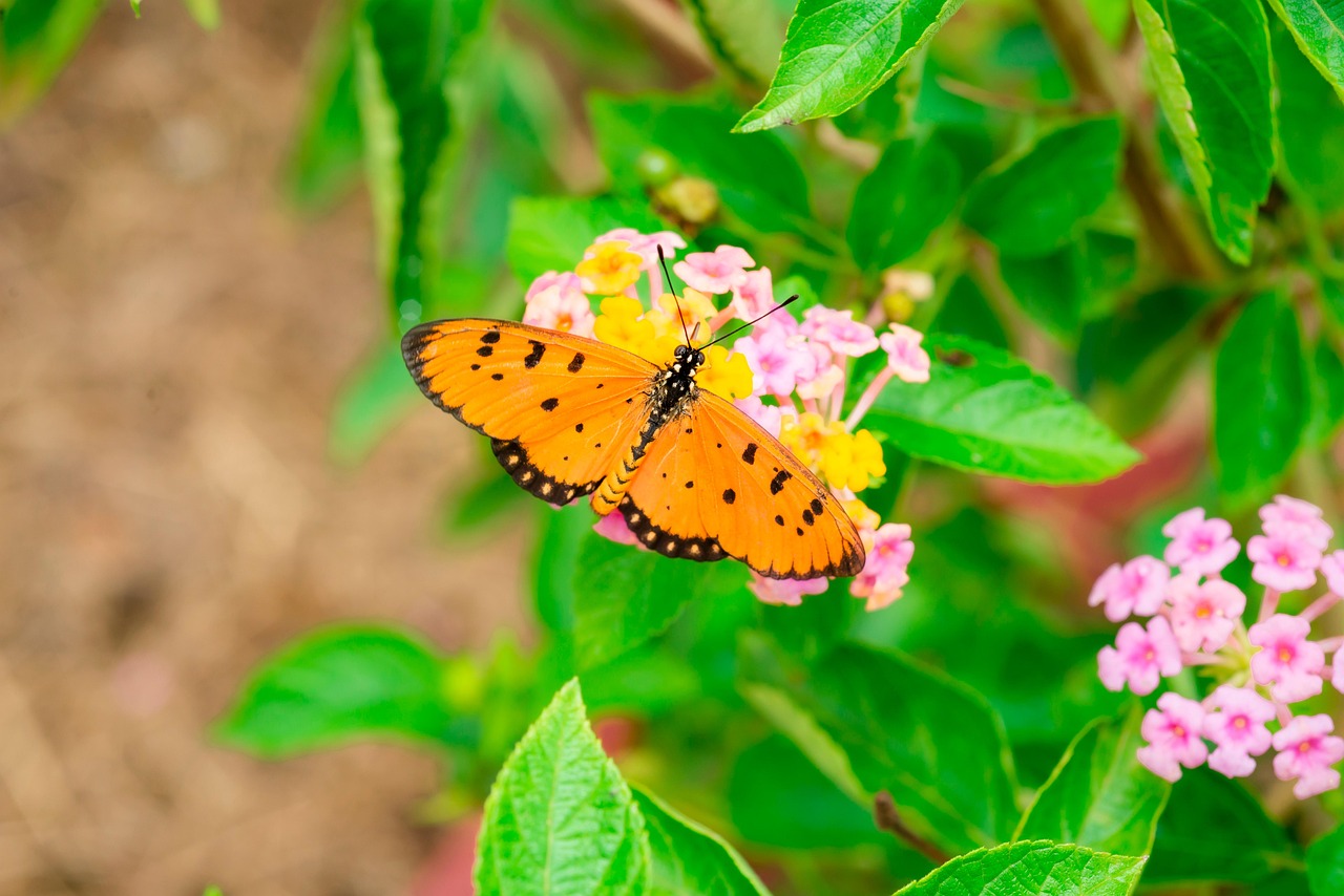 Butterfly Insect Wings - Free photo on Pixabay - Pixabay